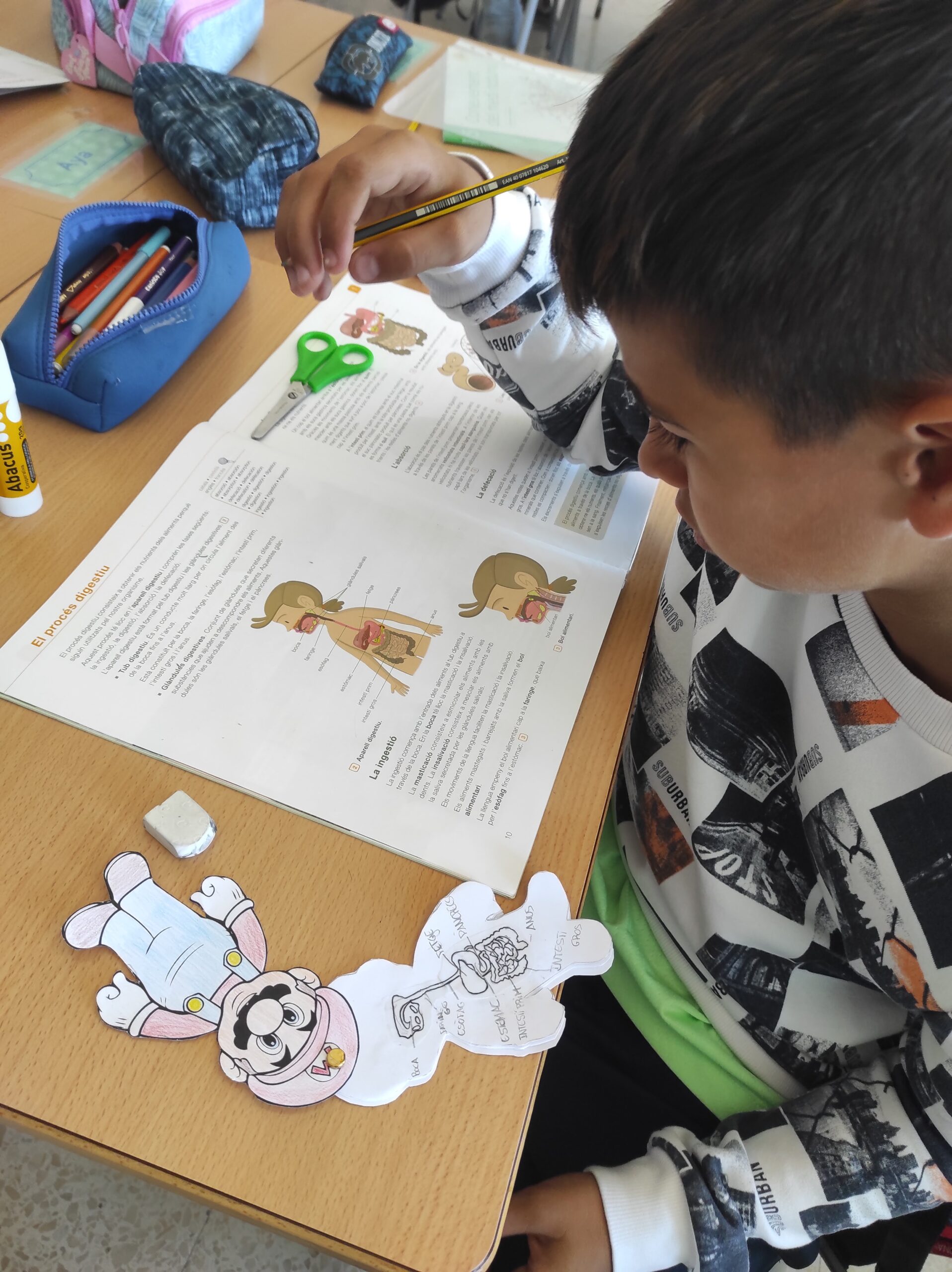 Treballem El Cos Humà Escola Antoni Gaudí