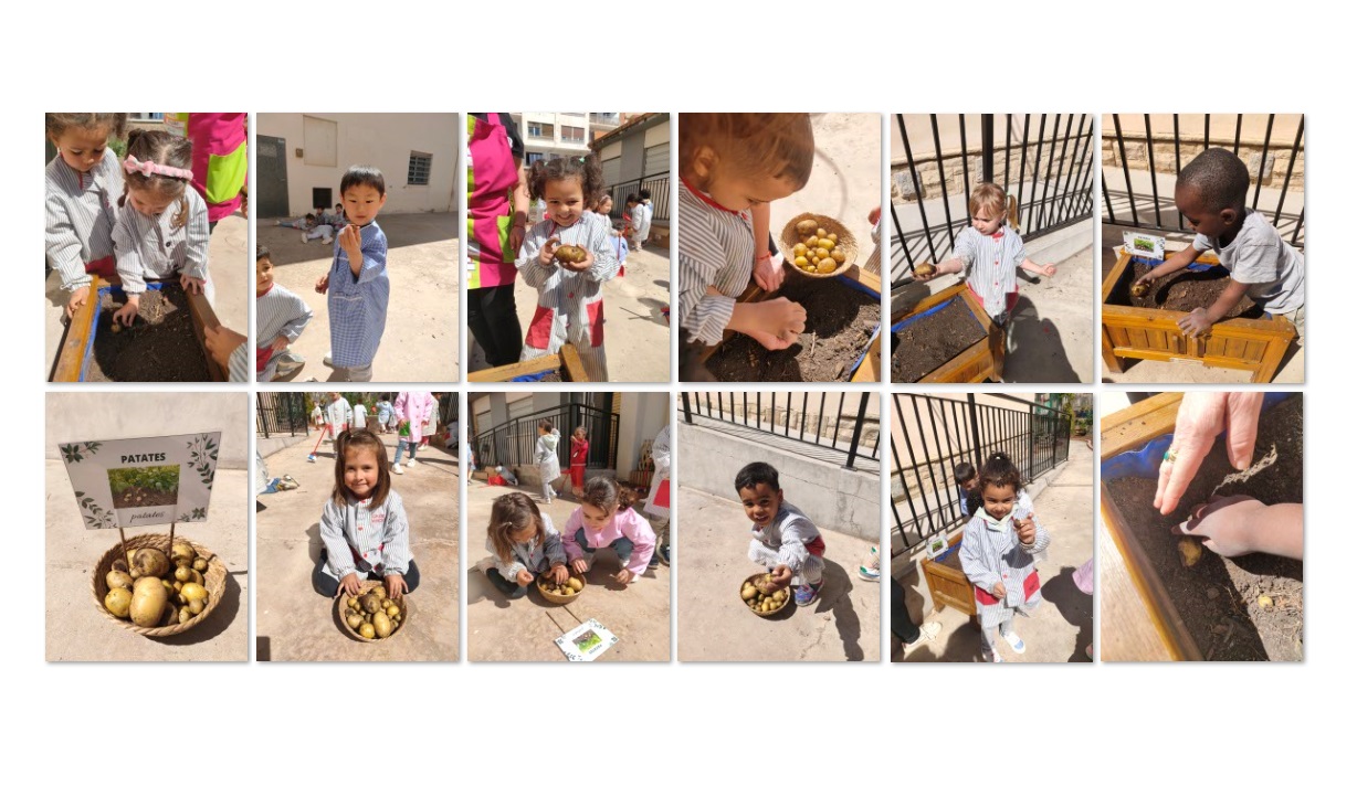 I3: HEM COLLIT LES NOSTRES PATATES! 🥔🌱 – Escola General Prim