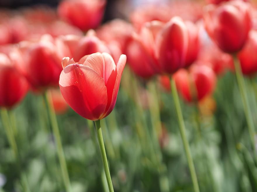 LES TULIPES | Escola Àngels Alemany i Boris