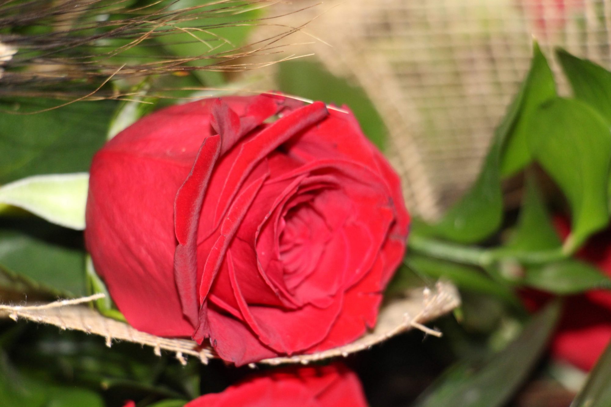Sant Jordi 2019 – Escola del Mar